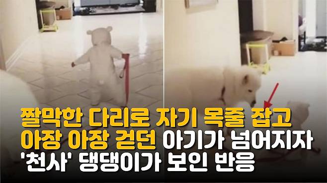 전기 스토브 앞에서 자리 두고 치열하게 눈치 싸움하는 두 고양이의 결말 애니멀 플래닛