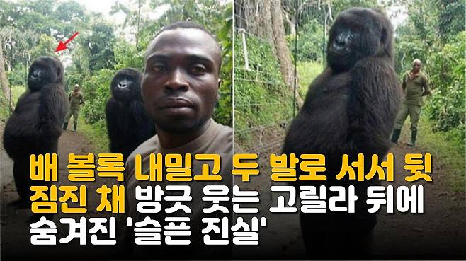 전기장판 따뜻해서 좋은지 한번 들어갔다가 나올 생각이 전혀 없는 고양이 애니멀 플래닛