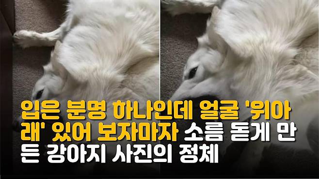 갑자기 거실에서 사라진 아기 고양이 뭐하나 봤다가 잠시후 마주한 심쿵 상황 애니멀 플래닛