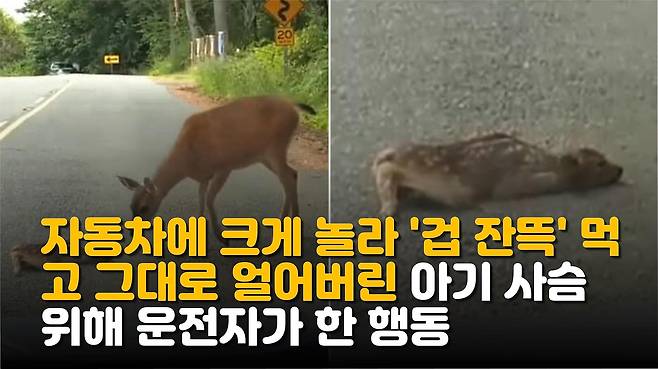 무시무시한 사자 실물 보려고 사파리까지 갔는데 사람처럼 누워서 꿀잠자고 있네요 애니멀 플래닛
