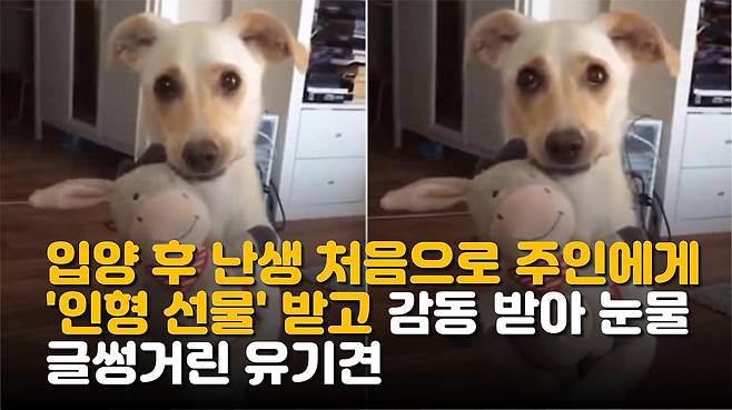 길고양이 모여있는 줄 알고 귀여워서 다가갔다가 소스라치게 놀란 이유 애니멀 플래닛