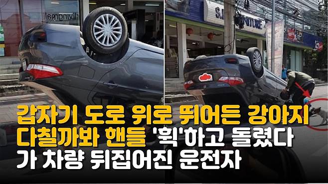 바닥에 있던 문어 인형 발견하더니 혼자서 신나게 사냥 놀이하는 고양이 애니멀 플래닛