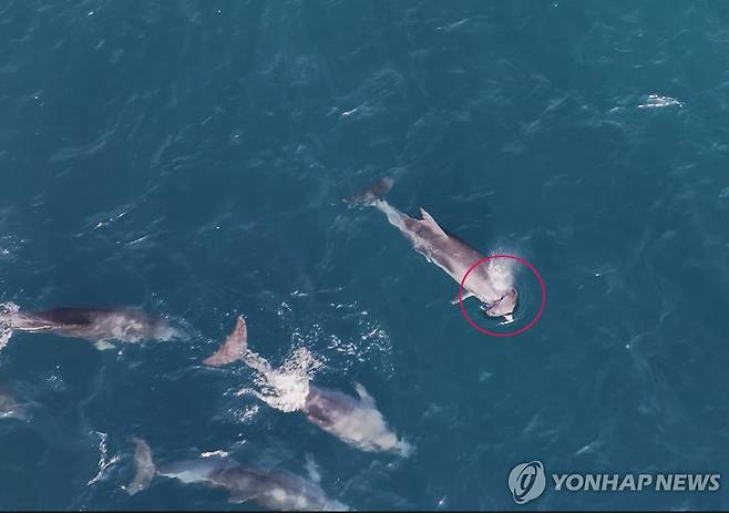 죽은 새끼 등에 업은 남방큰돌고래 또 제주 바다에서 발견돼