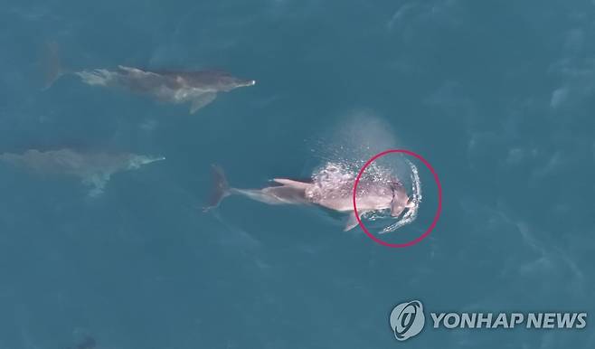 죽은 새끼 등에 업은 남방큰돌고래 또 제주 바다에서 발견돼