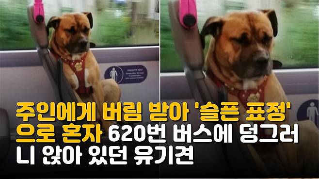 한쪽 다리 잃어 목발에 의지한 채 산책하는 집사 위해 강아지가 한 행동 애니멀 플래닛