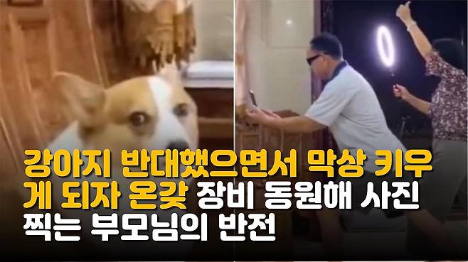 주인 따라 배 탔다가 밀려오는 폭풍 멀미에 힘들어하는 댕댕이의 처절한 뒷모습 애니멀 플래닛