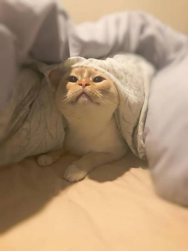 이불 속에 들어가 있는 고양이 이름 부르자 생긴 귀여운 일 애니멀 플래닛