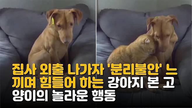 이불 속에 들어가 있는 고양이 이름 부르자 생긴 귀여운 일 애니멀 플래닛