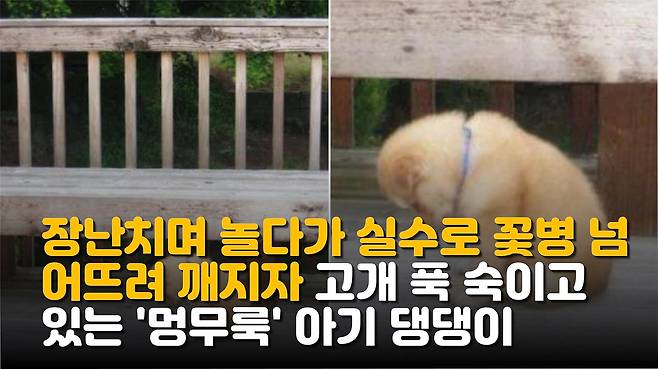 이불 덮고 꿈나라 여행 중인 아기 고양이의 귀엽고 사랑스러운 모습 애니멀 플래닛