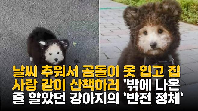 고양이가 세면대 들어가 있길래 수도꼭지 물 틀어봤더니 잠시후 벌어진 일 애니멀 플래닛