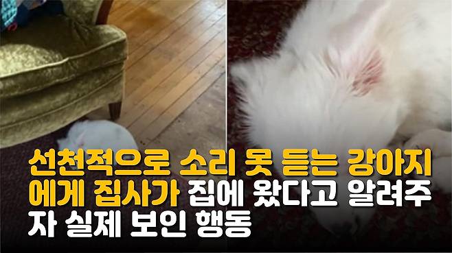 고양이한테 앙하고 앞발 물렸는데도 버럭 화내지 못한 이유 애니멀 플래닛