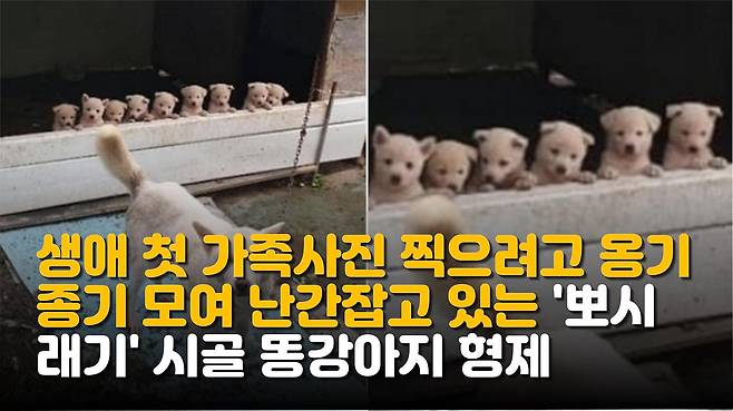 혼자 나가 놀지 말랬지엄마 몰래 나간 아기 고양이의 최후 애니멀 플래닛