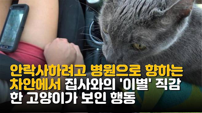 혼자두고 나갈꼬얌외출 준비하는 주인 보자 고양이가 보인 반응 애니멀 플래닛