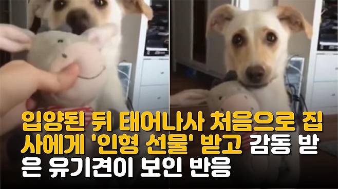 아이가 북극곰에게 양손을 내밀었더니 놀라운 일이 벌어졌어요 애니멀 플래닛
