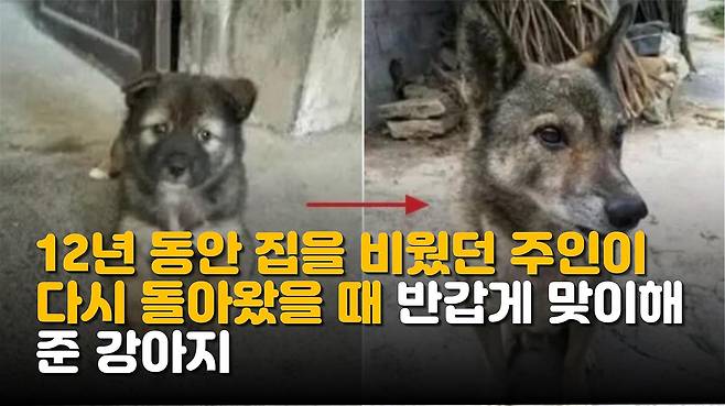 잠든 사이 이빨로 집사의 머리카락 한웅큼 잘라놓고 발뺌하는 고양이 애니멀 플래닛