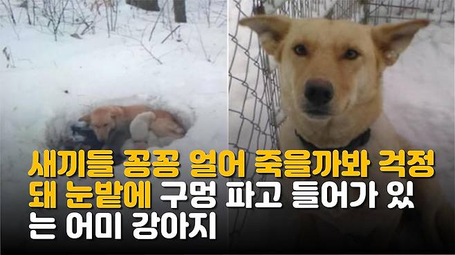 손으로 정성껏 어깨와 얼굴 마사지해줬더니 고양이가 지어 보인 표정 애니멀 플래닛