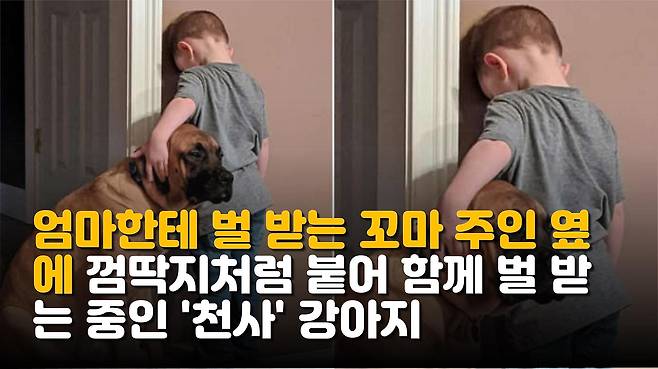 고양이 귀여워 가까이 갔더니 더 귀여운 강아지가 한 심쿵 행동 애니멀 플래닛