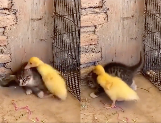 아기 고양이 Vs 아기 오리 웃음 폭발 결투의 현장 공개 디피펫