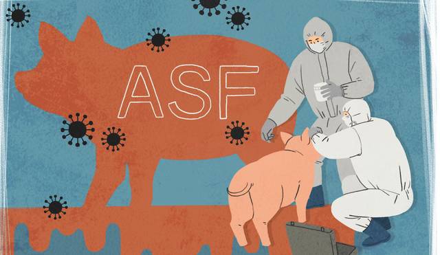ASF 누적 발생 50건 돌파…고병원성 AI도 기승