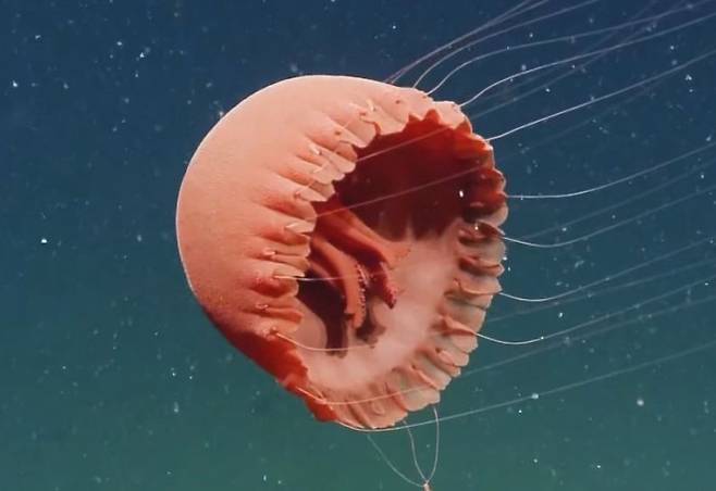 700m 심해의 핏빛 해파리…압도적 존재감 | 스푸트니크