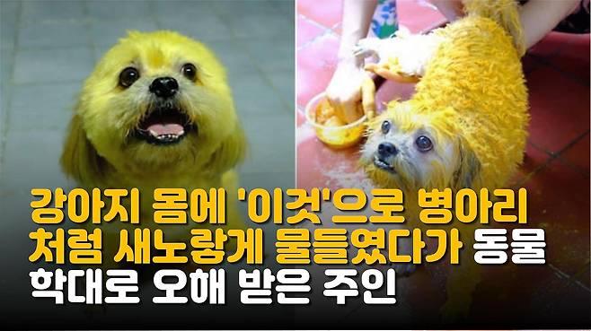 고된 육아로 지쳐서 잠든 엄마랑 아빠 사이에 쏙 뛰어들어간 아기 고양이 애니멀 플래닛