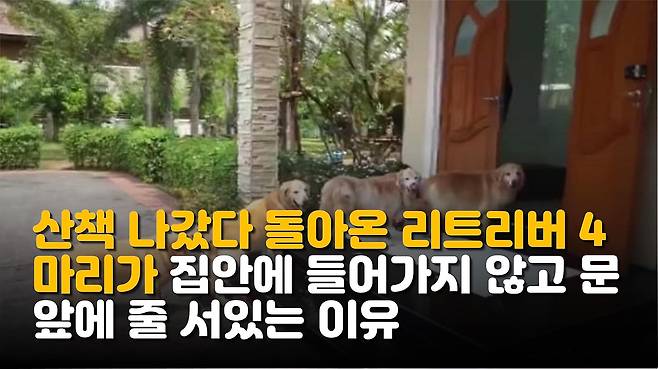 어렸을 때 양손으로 강아지 들어 올리기도 힘들었던 꼬마 소년의 15년 후 애니멀 플래닛