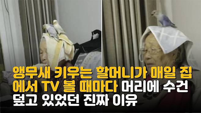 사진 찍으려고 핸드폰 들이밀었더니 입 벌리고 씨익 웃는 고양이의 표정 애니멀 플래닛