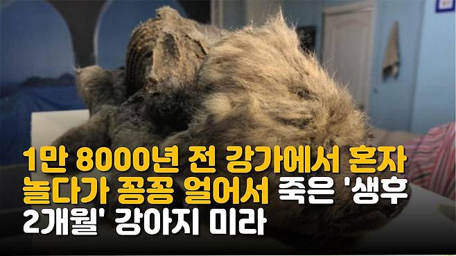 잠든 새끼 너무 예뻤는지 눈에서 꿀이 뚝뚝 떨어지는 어미 강아지의 진심 애니멀 플래닛