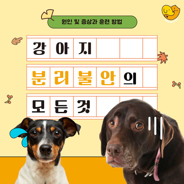 혼자 있어도 행복하다강아지 분리불안의 모든 것불안 없는 강아지를 위한 5가지팁 애니멀톡