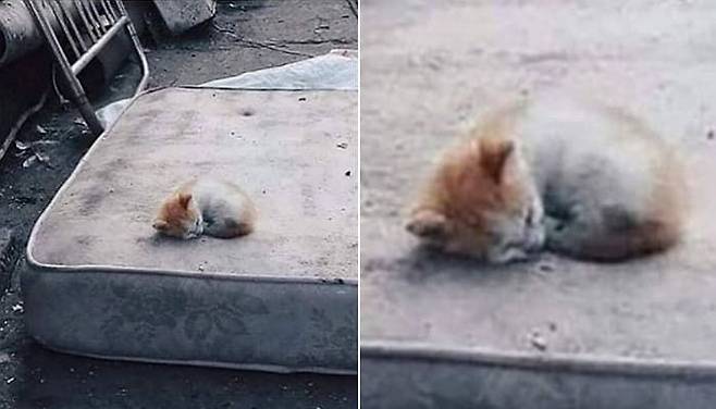 버려진 매트리스에서 추위에 떨고있는 아기 길고양이 봤더니 마음이 심란하네요 애니멀 플래닛