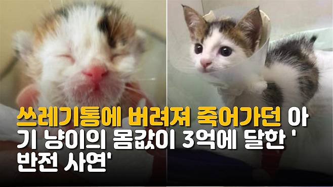 아기 보행기가 탐 났는지 허락도 없이 몰래 쏙 들어간 고양이의 시크 표정 애니멀 플래닛