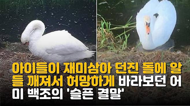 아기 보행기가 탐 났는지 허락도 없이 몰래 쏙 들어간 고양이의 시크 표정 애니멀 플래닛