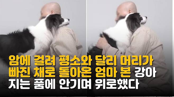 육아하느라 지친 아내한테 미안하고 고마웠던 남편 고양이가 한 행동 애니멀 플래닛