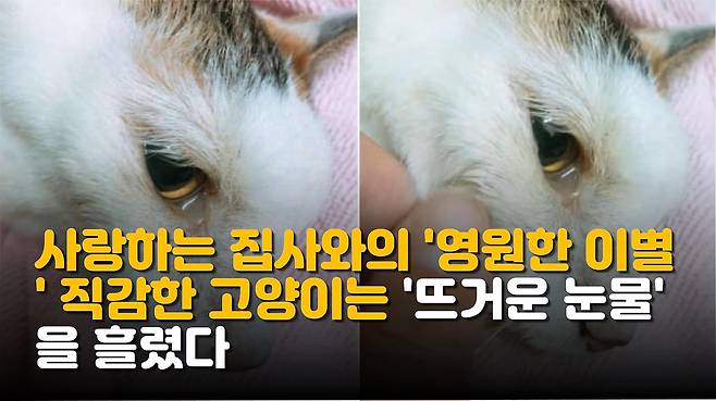 엄마한테 강아지들 때문에 공부 못하겠다고 했더니 벌어진 일 애니멀 플래닛
