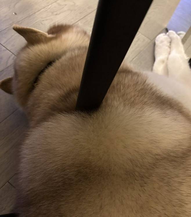 강아지가 식탁 다리에 찔린 줄 알고 심장 철렁했는데 알고보니 아니었어요 애니멀 플래닛