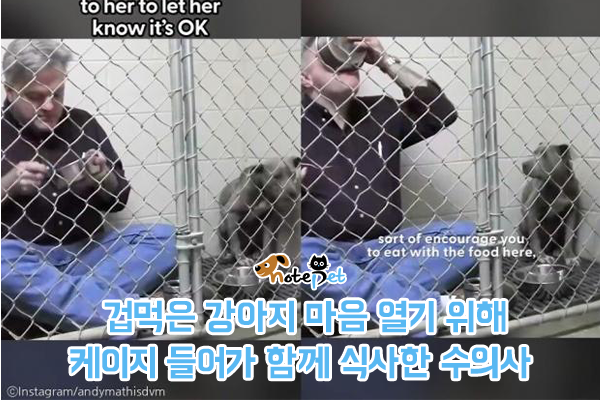 주인이 스쿠터에 태워 버리고 가자다른 스쿠터 위에서 기다린 개 혹시 이걸 타면 노트펫