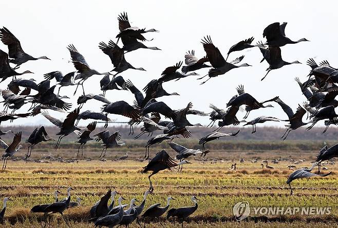 순천만 흑두루미 탐조거리 20m까지 짧아져인간과 자연 공존