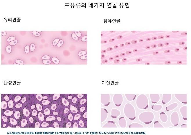 툭 튀어나온 사람의 귀 물고기 ‘아가미 유전자서 진화했다