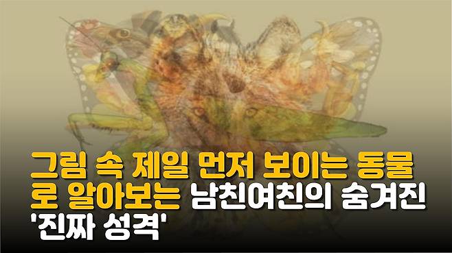 화장실에서 볼일 보다말고 갑자기 드러누워서 자는 이해불가 아기 고양이 애니멀 플래닛