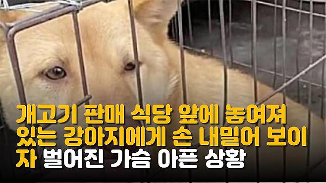 골든 리트리버가 현관문 앞에 앉아서 뚫어져라 쳐다보고 있었던 이유 애니멀 플래닛