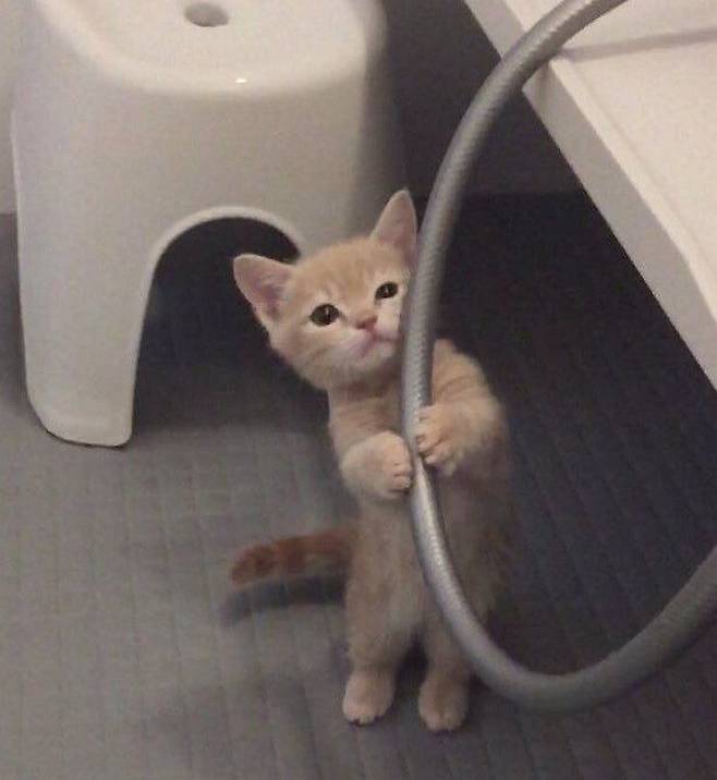 고양이 목욕 시키려고 욕실에 데려왔는데 마음이 약해졌어요 애니멀 플래닛