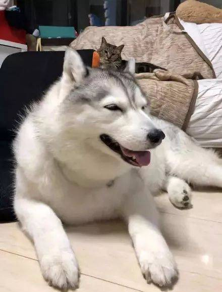 허스키와 고양이 함께 있으면 벌어지는 기상천외 콜라보 재미진