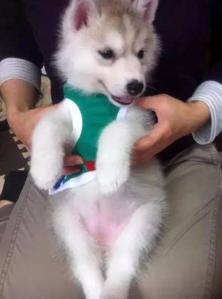 허스키와 고양이 함께 있으면 벌어지는 기상천외 콜라보 재미진