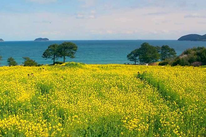 꽃도 보고 바다도 보고 미리 알아두면 좋은 봄맞이 여행지 여행을말하다