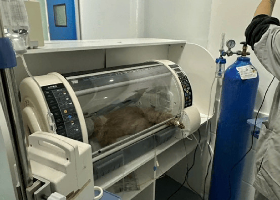전생에 무슨 인연 떠나간 반려견과 데칼코마니 강아지를 소개합니다 재미진