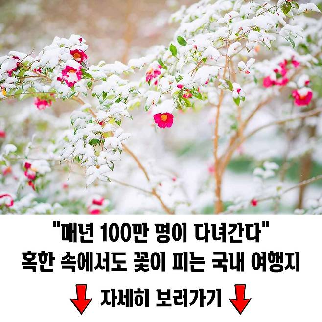 마지막 겨울 놓치면 평생 후회 강원도가 추천하는 2월 최고의 여행지 여행을말하다