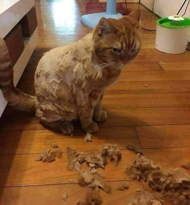 고양이 미용비 아깝다고 집에서 셀프 미용하면 절대로 안되는 이유 애니멀 플래닛