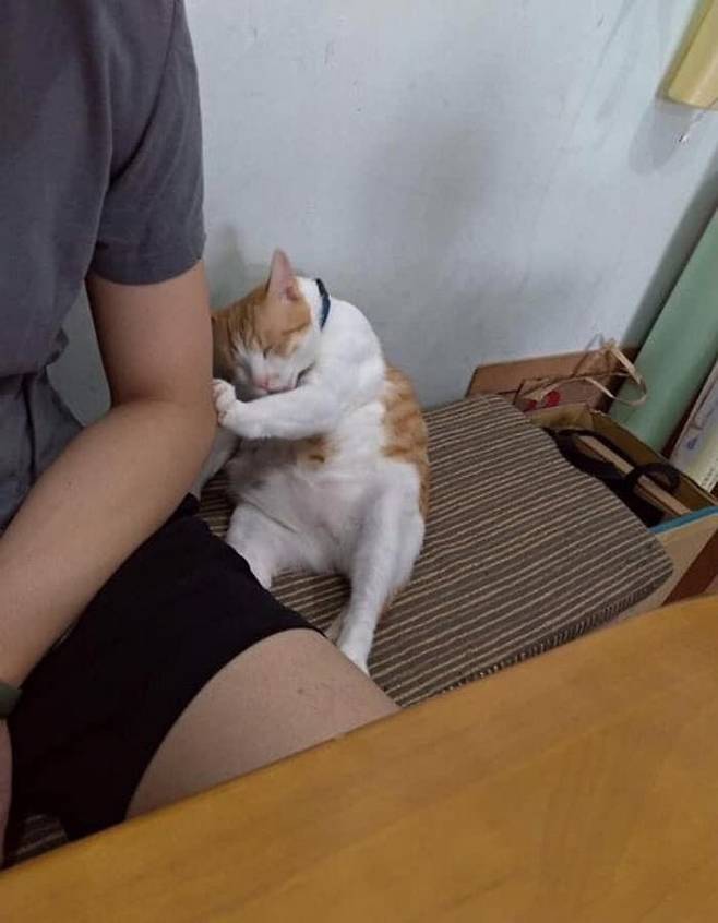 야~ 야~ 빼 빼엉덩이로 발 깔아뭉게자 다급했던 고양이가 보인 반응 애니멀 플래닛