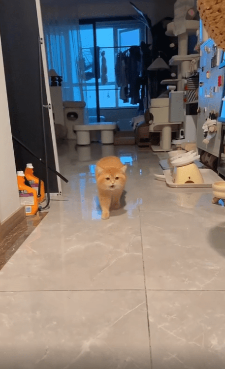 새벽 늦은 귀가에 서운한 고양이 디피펫