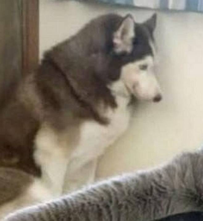 고양이 만만하게 보고 덤볐던 강아지가 한쪽 구석에 찌그러져있는 이유 애니멀 플래닛